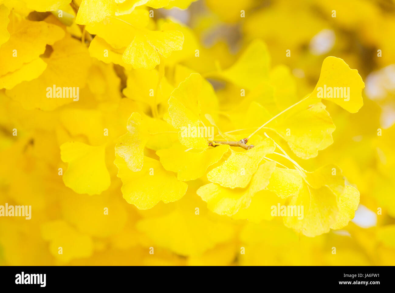 tree, japan, asian, leave, backdrop, background, yellow, plant, nature ...