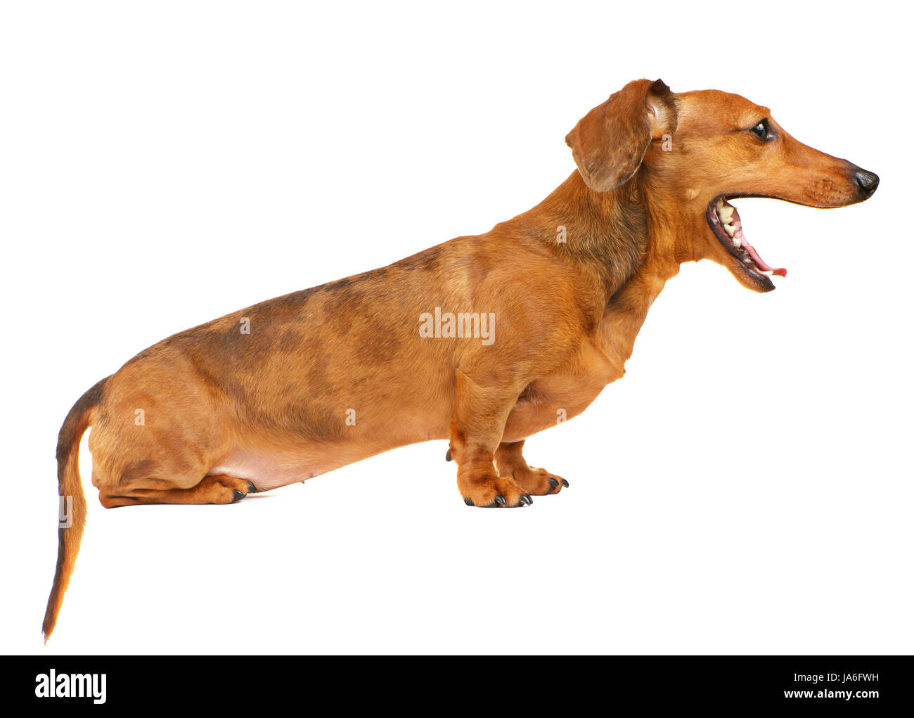 pet, portrait, dog, puppy, yell, dachshund, lovely, looking up, barking ...