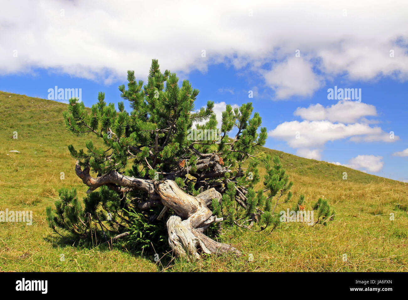 Cripple pine hi-res stock photography and images - Alamy