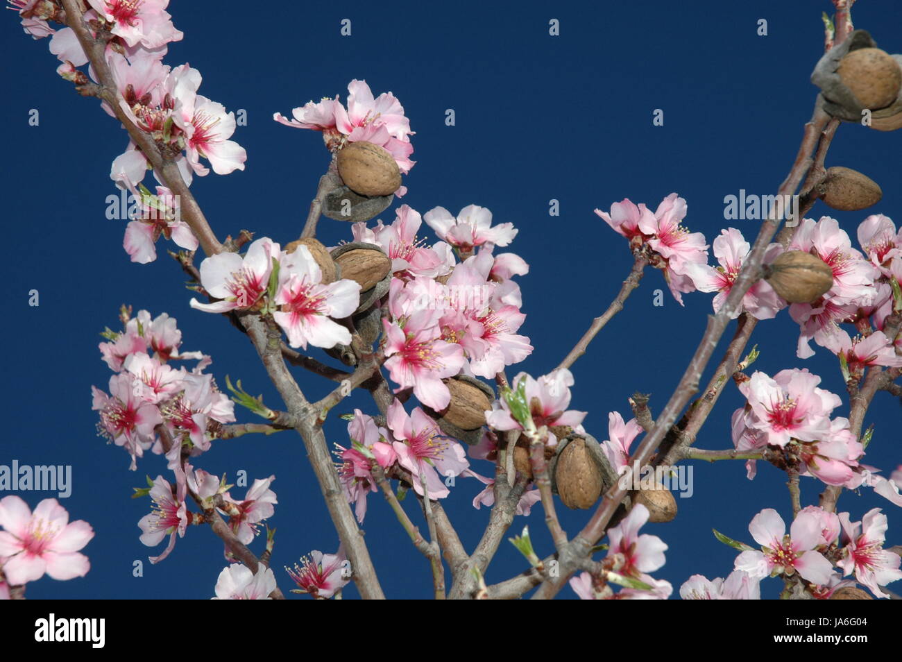 spain - aluminum flower Stock Photo - Alamy