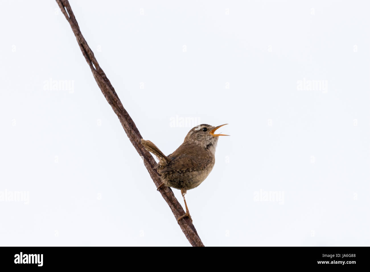 British songbird hi-res stock photography and images - Alamy