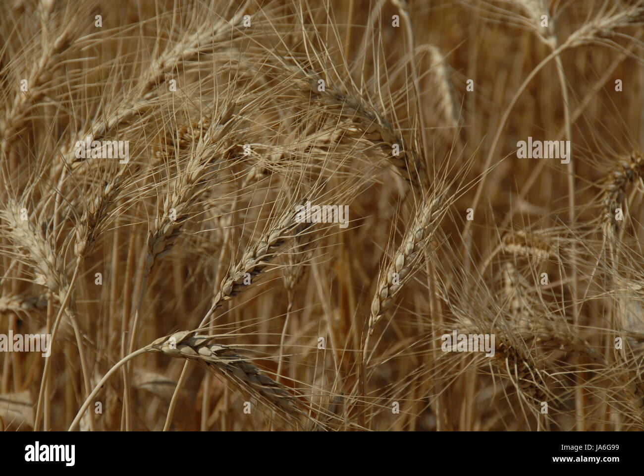 waves, wheat, rye, barley, oats, undulate, grain, cereal, motion ...