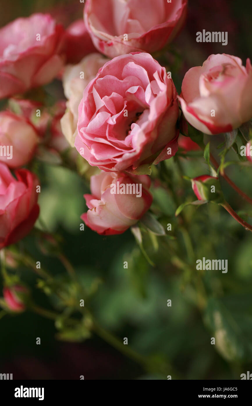 roses, colonial, retro, the sleeping beauty, romantic, romanticism ...