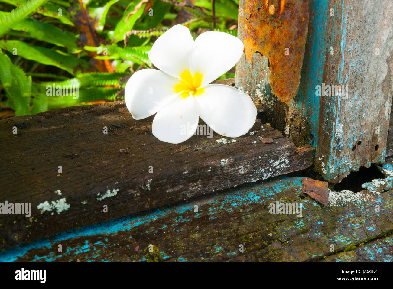 White rotting flowers hi-res stock photography and images - Alamy
