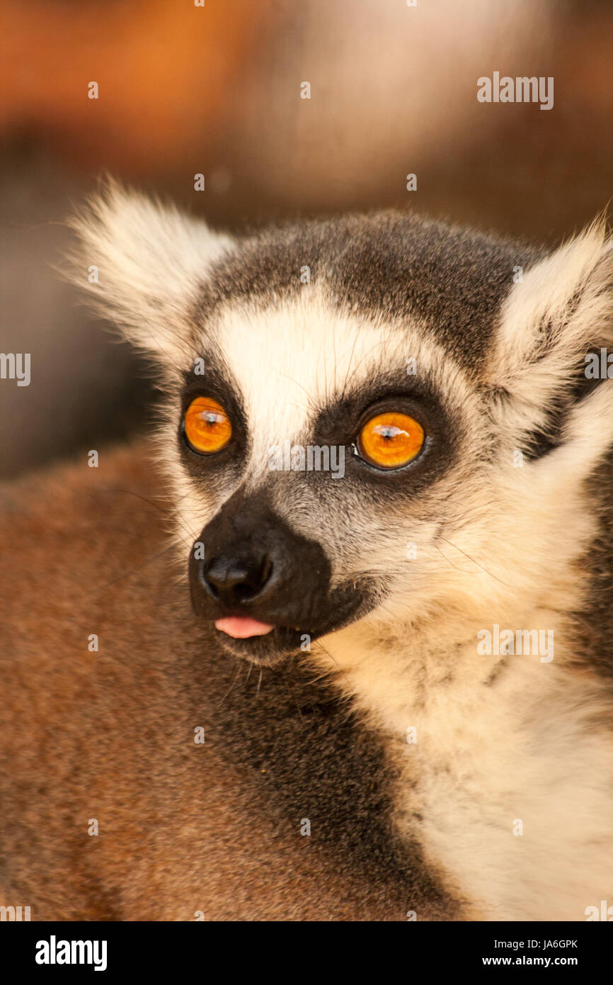 Lemurs fighting hi-res stock photography and images - Alamy