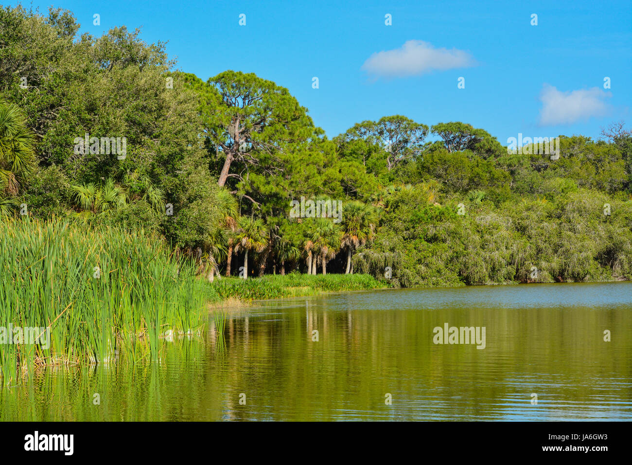 A beautiful view of the shoreline at Lake Seminole Park in Seminole ...