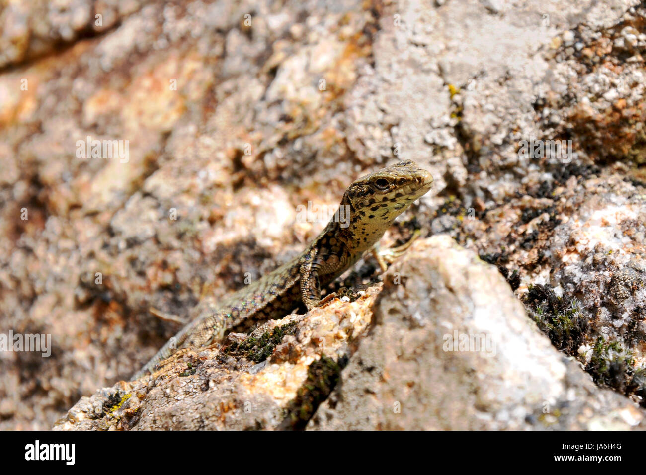lizard, saurian, rock, reptiles, curious, nosey, nosy, lizard, saurian ...