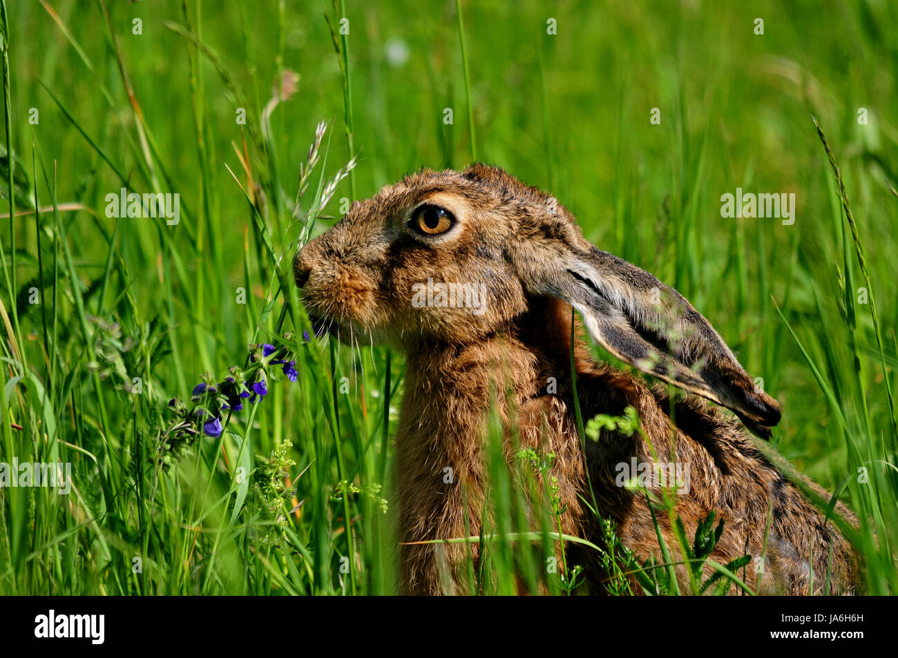 hare, to gorge, engulf, devour, to mumble, meadow, eating, eat, eats ...