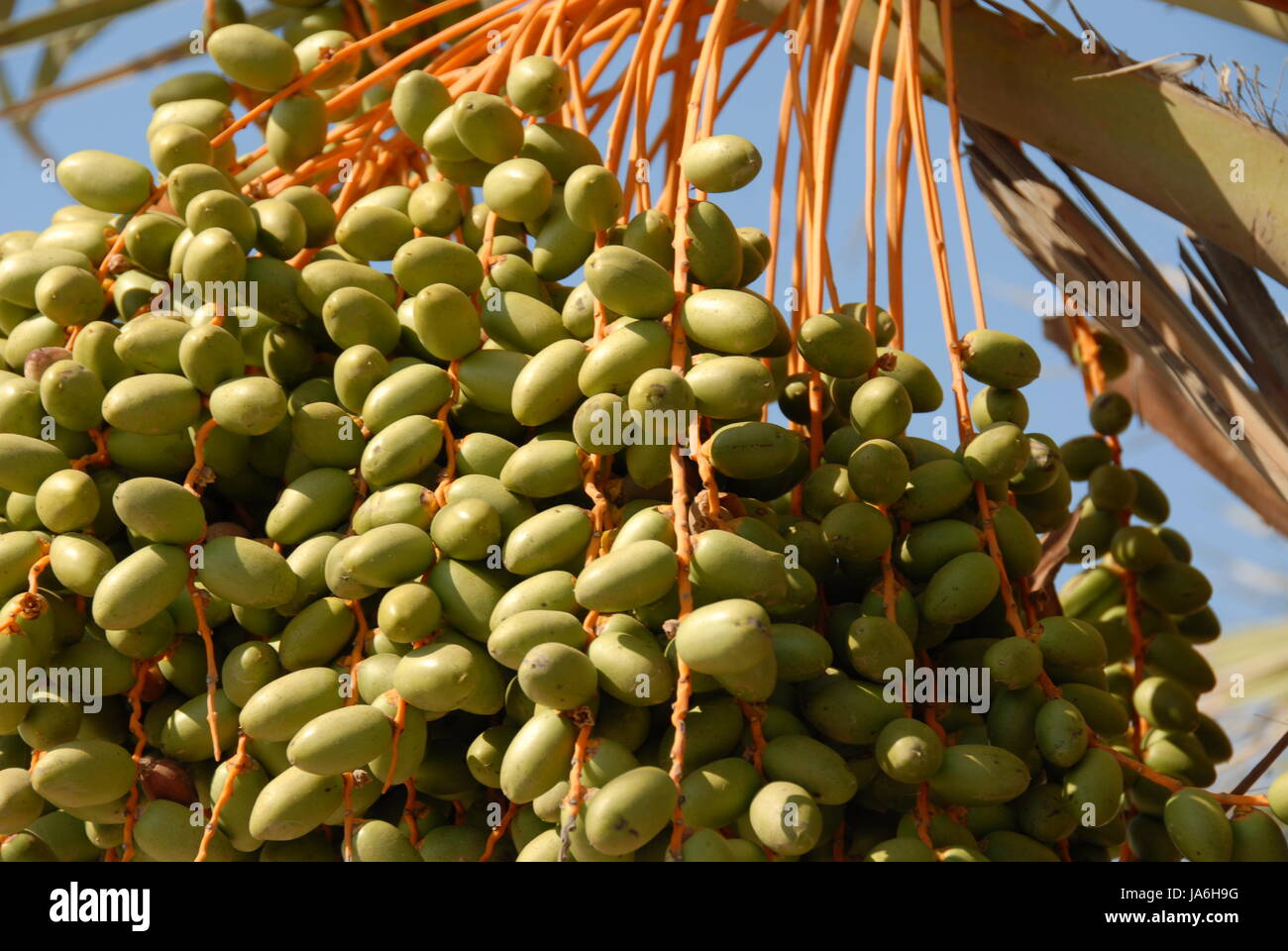 tree, green, leaves, fruit, palm tree, dates, date palm, tree, green ...