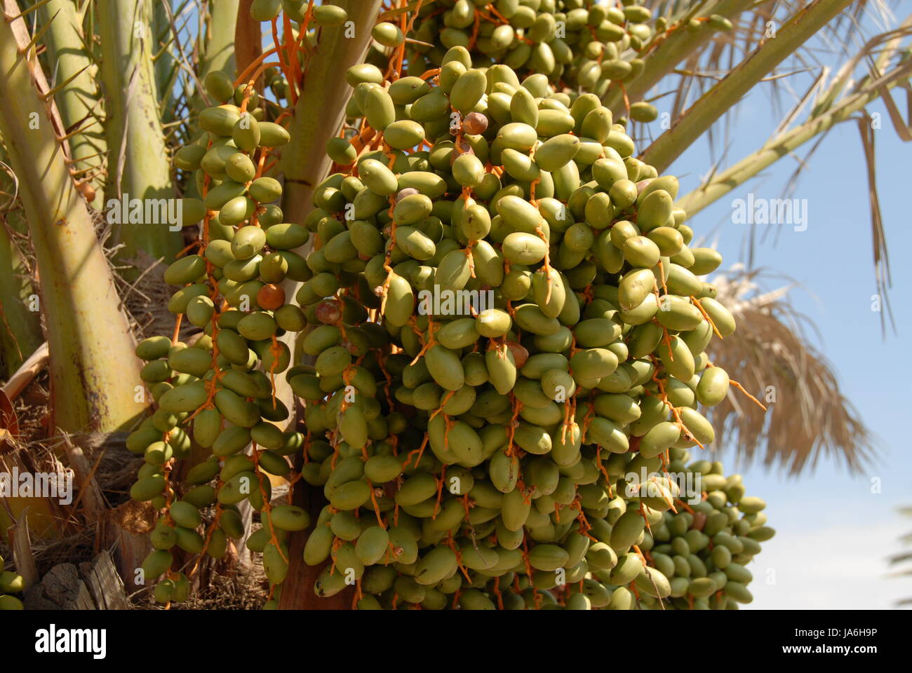 tree, green, leaves, fruit, palm tree, dates, date palm, tree, green ...