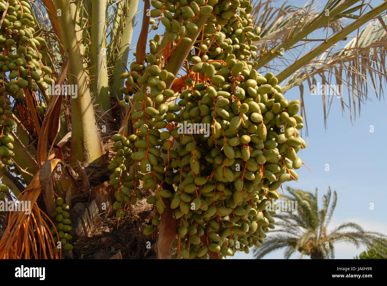 tree, green, leaves, fruit, palm tree, dates, date palm, tree, green ...