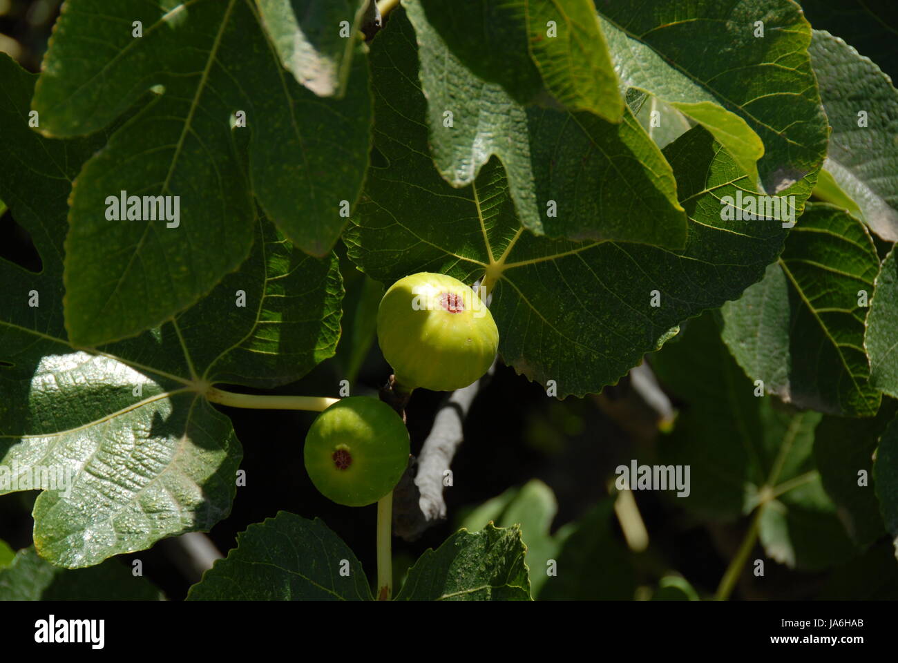 fig, fig tree, freshness, fig leaf, leaf, tree, branch, fruit, bud, fig ...