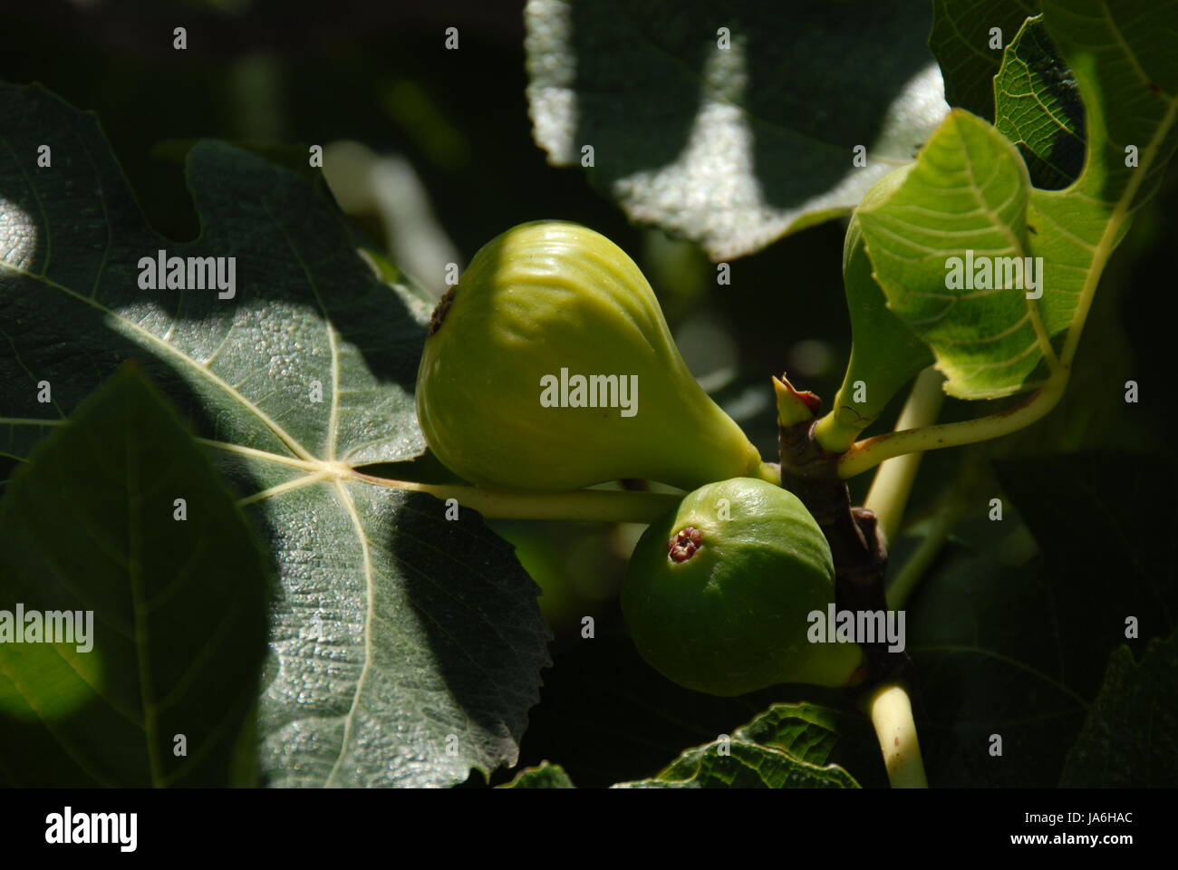 fig, fig tree, freshness, fig leaf, leaf, tree, branch, fruit, bud, fig ...