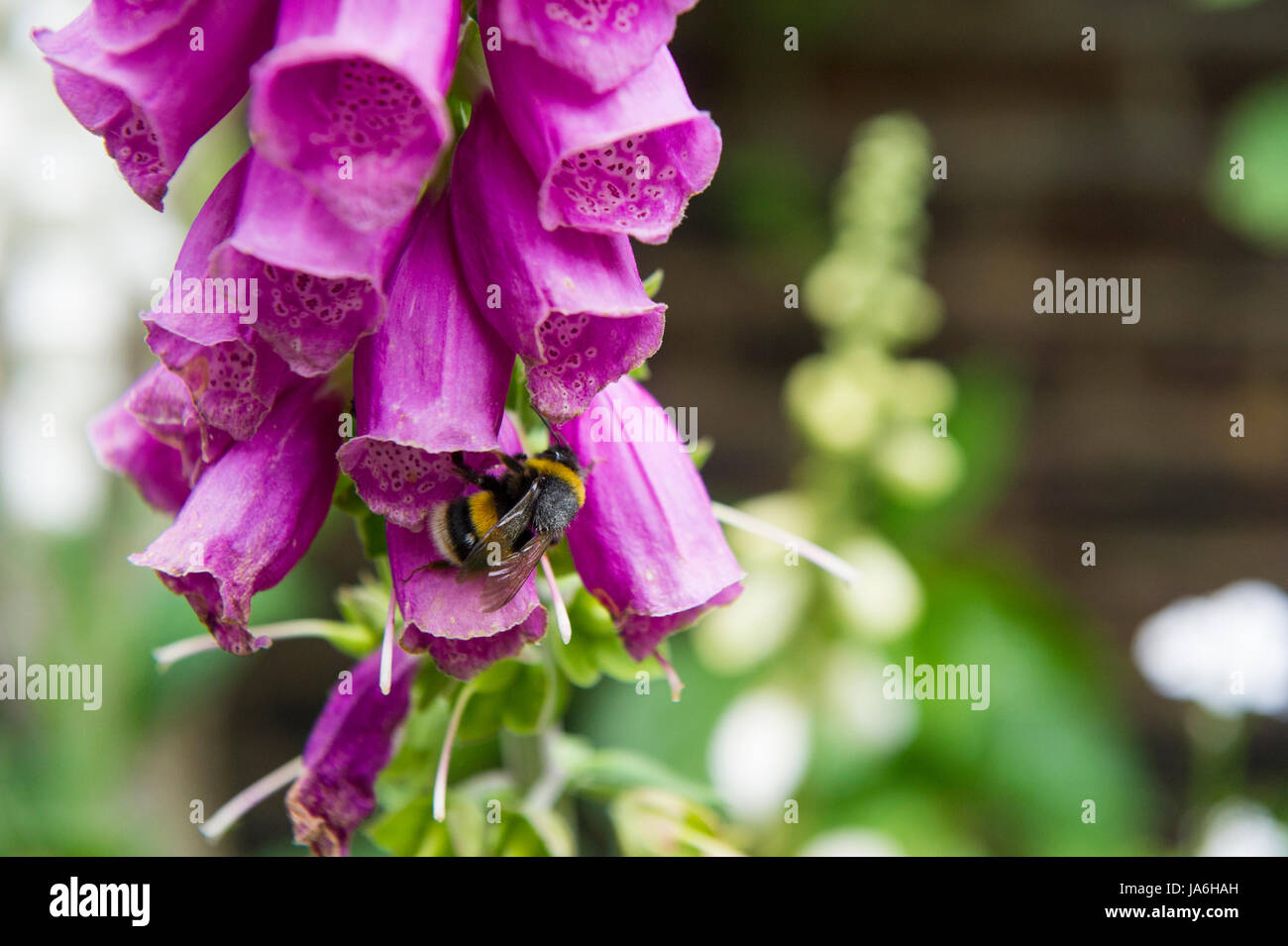 A bee pollinating Stock Photo - Alamy