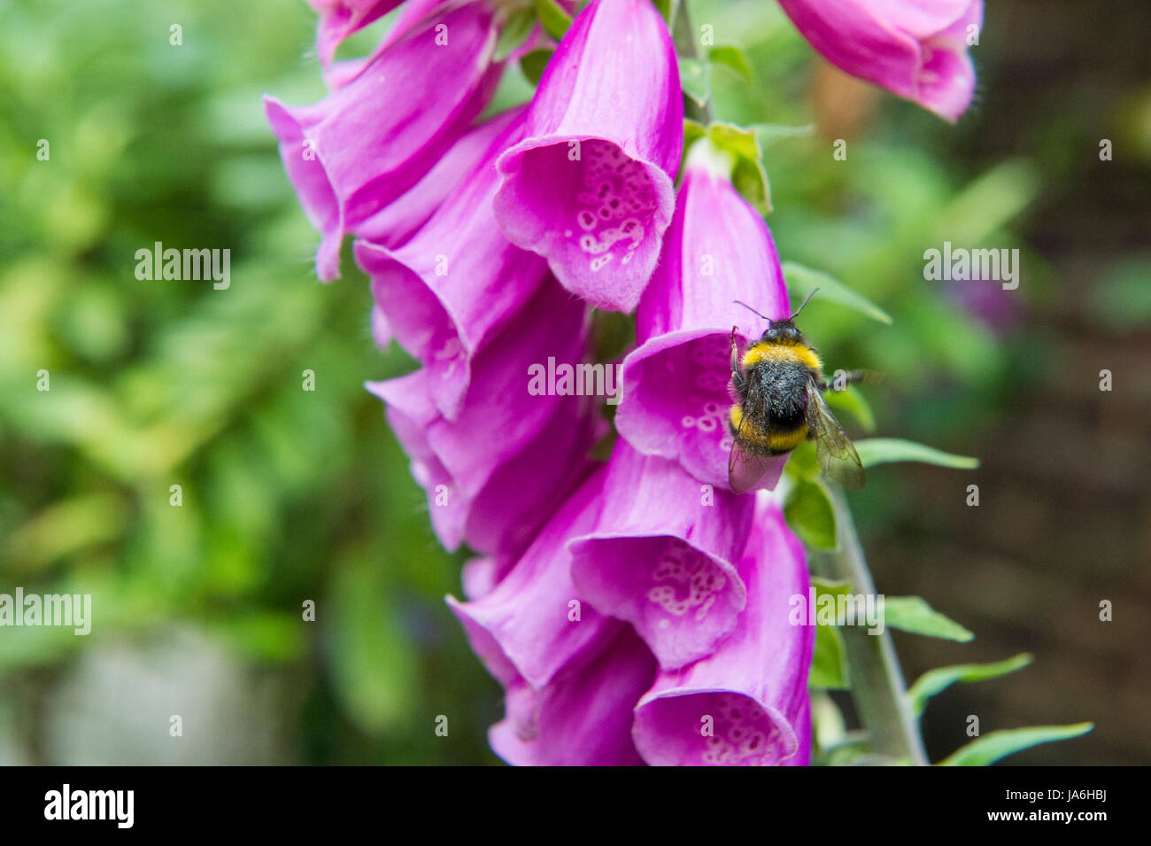 A bee pollinating Stock Photo - Alamy