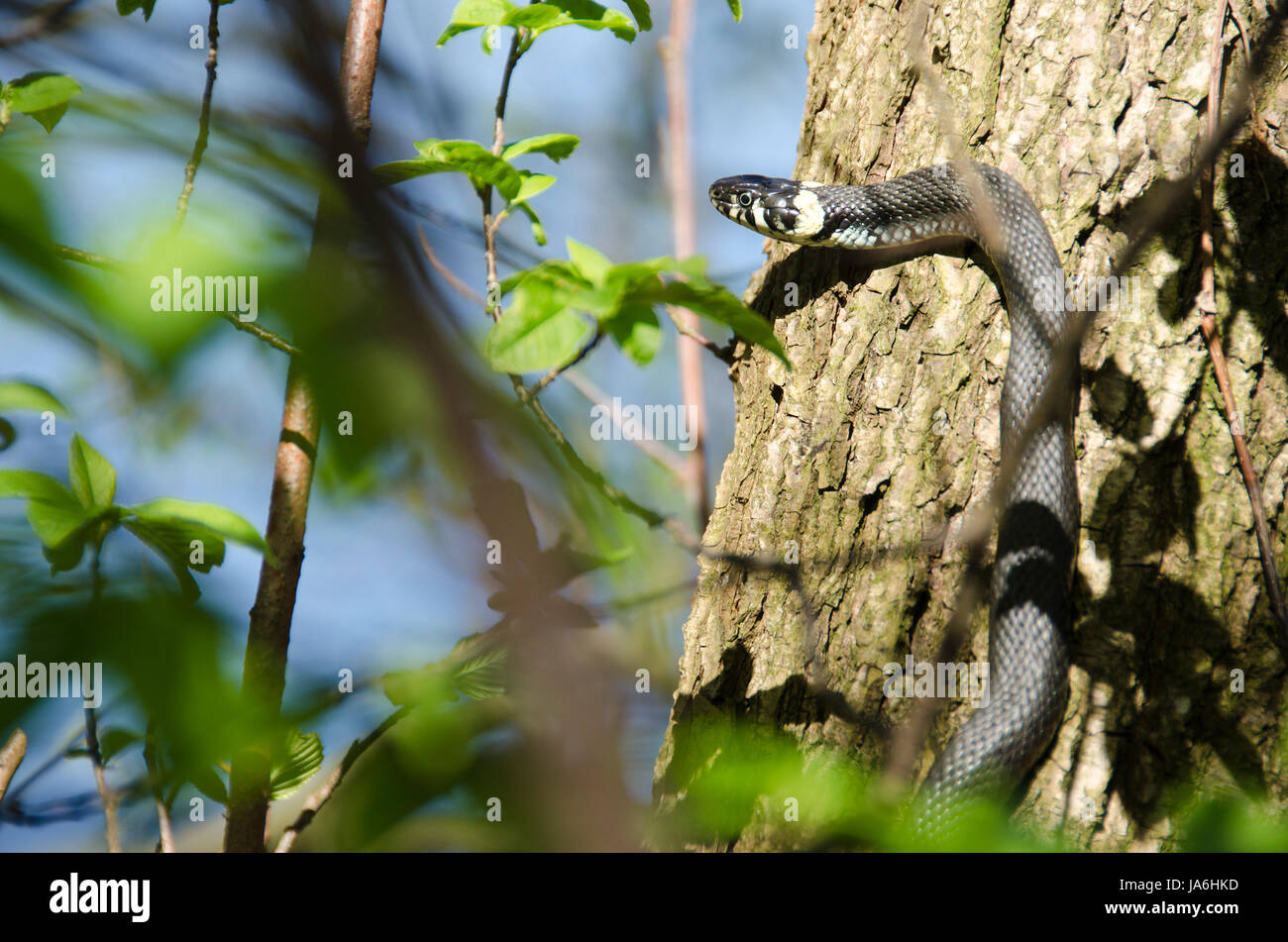 beautiful, beauteously, nice, tree, snake, rise, climb, climbing ...