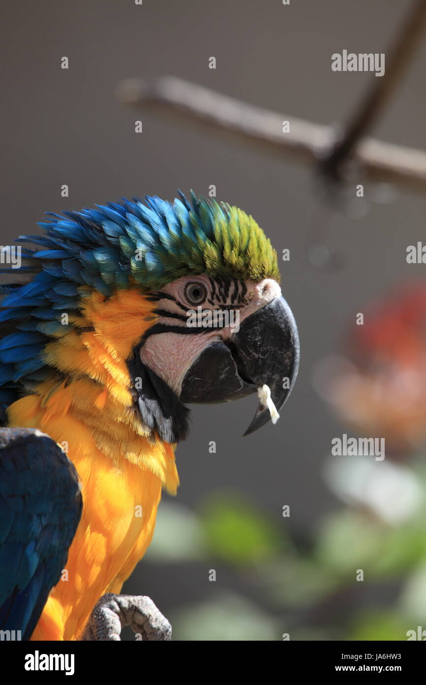 Aras birds hi-res stock photography and images - Alamy