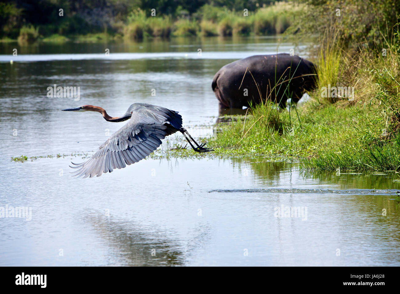 africa, wildlife, heron, hippo, fly, flies, flys, flying, river, water ...