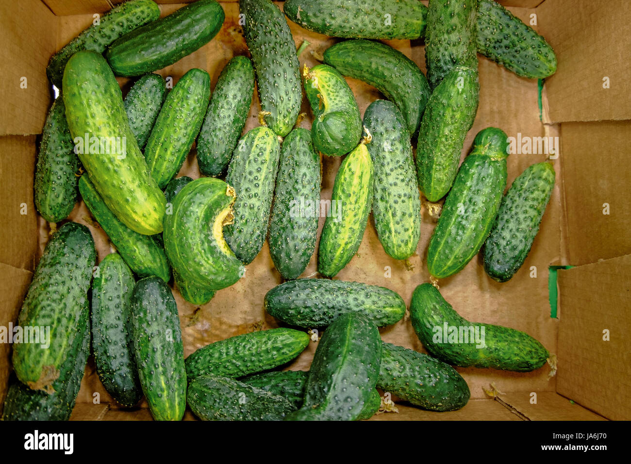 Cucumbers farmers hi-res stock photography and images - Alamy