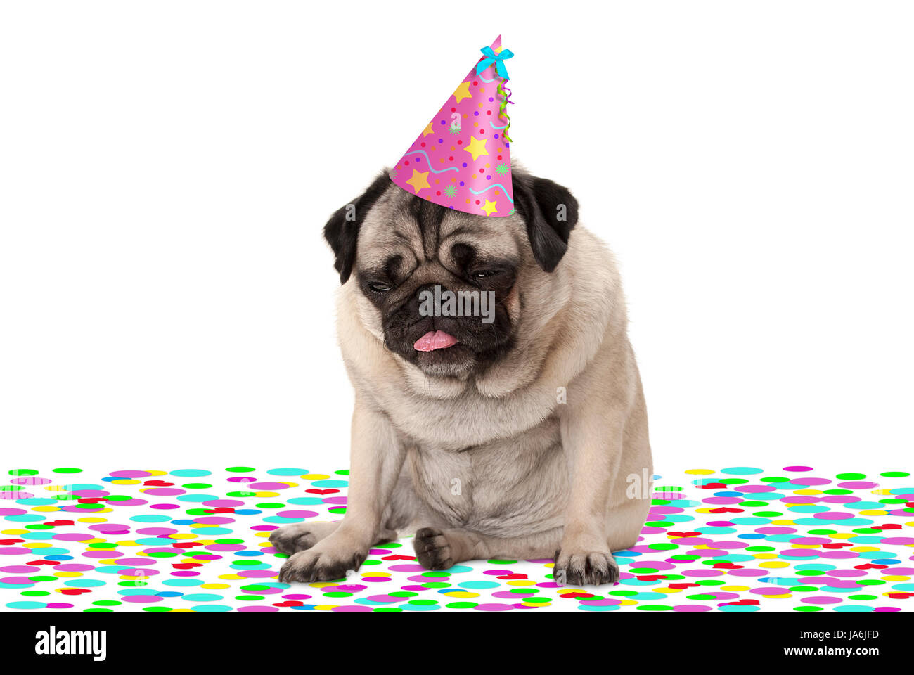 funny pug puppy dog wearing party hat, sitting down on confetti, drunk ...