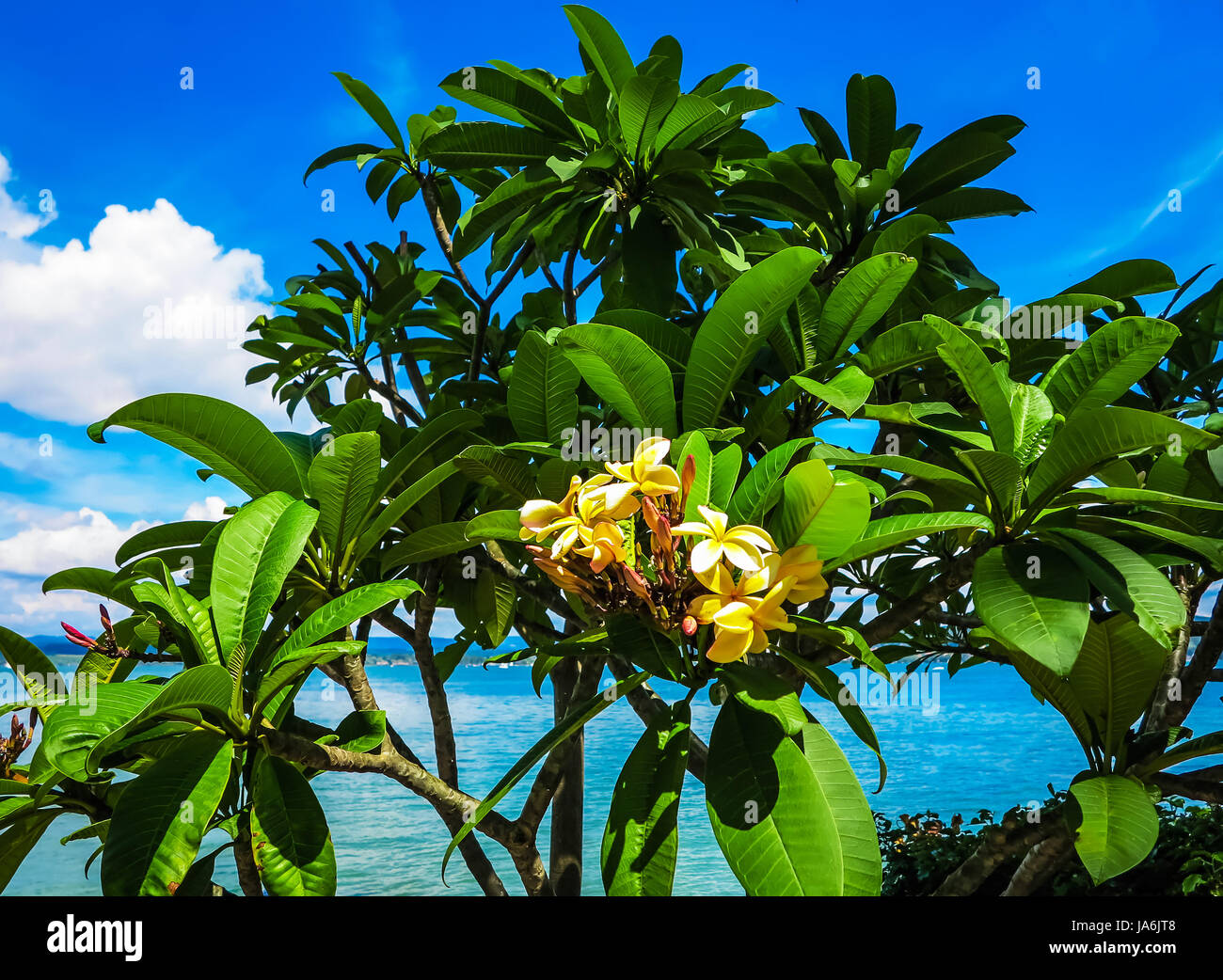 tree, park, flower, plant, summer, summerly, lake constance, exotic ...
