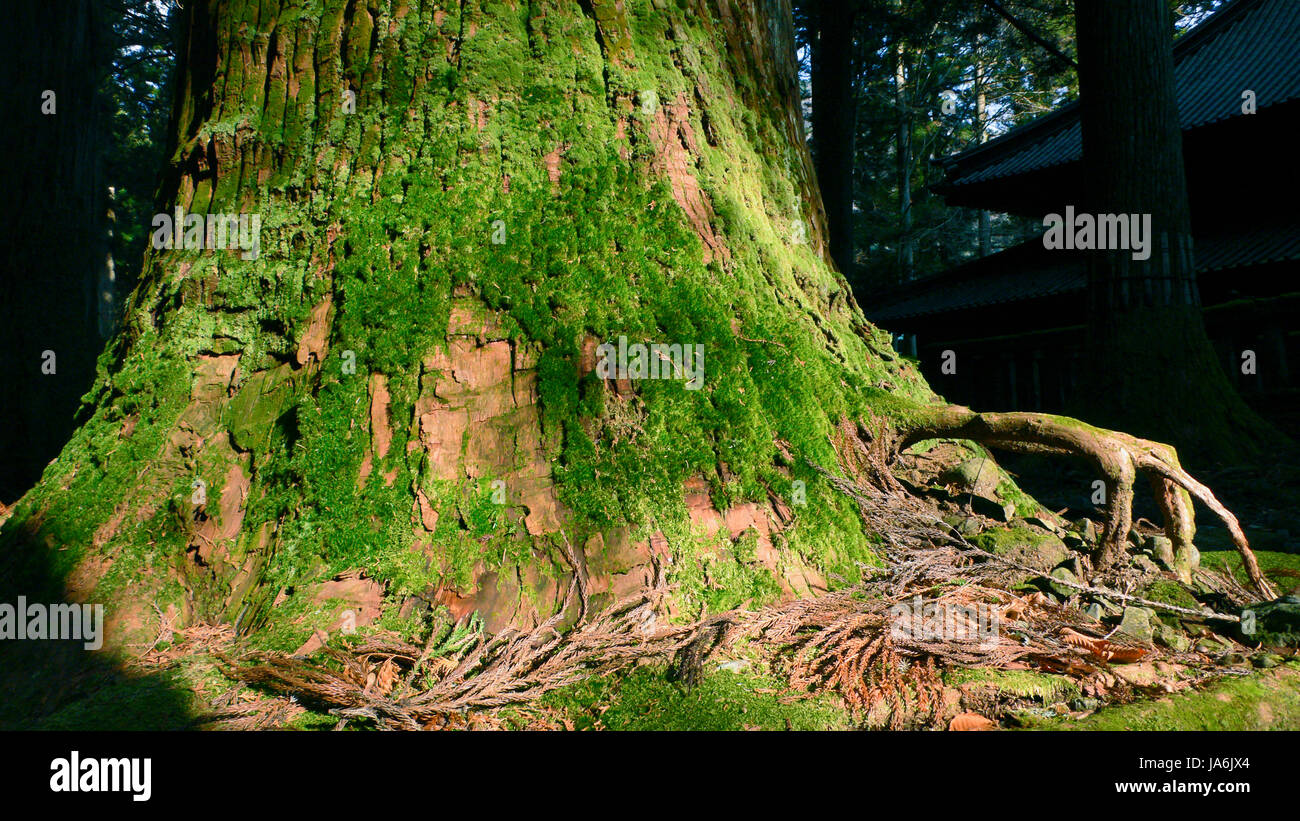 tree, giant, japan, mossy, cedar, lawn, green, forest, bottom, big ...