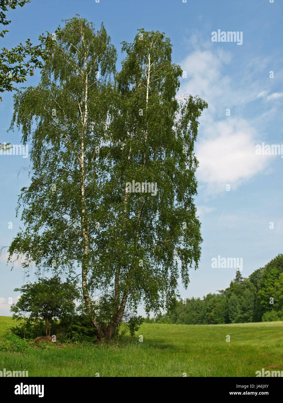 tree, trunk, deciduous tree, branch, birch, meadow, blue, tree, green ...