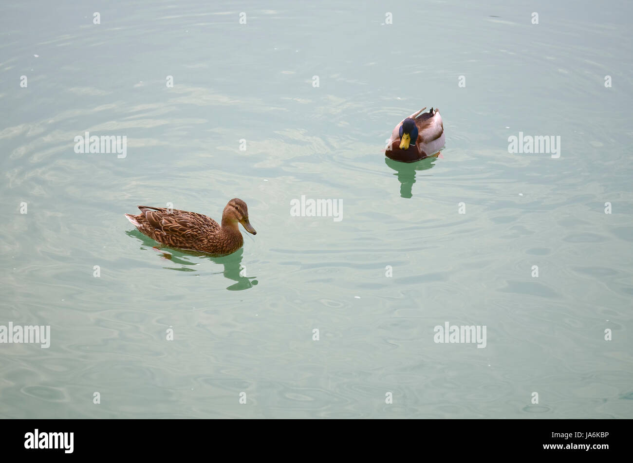 bird, wild, duck, drake, swimming, fresh water, lake, inland water ...
