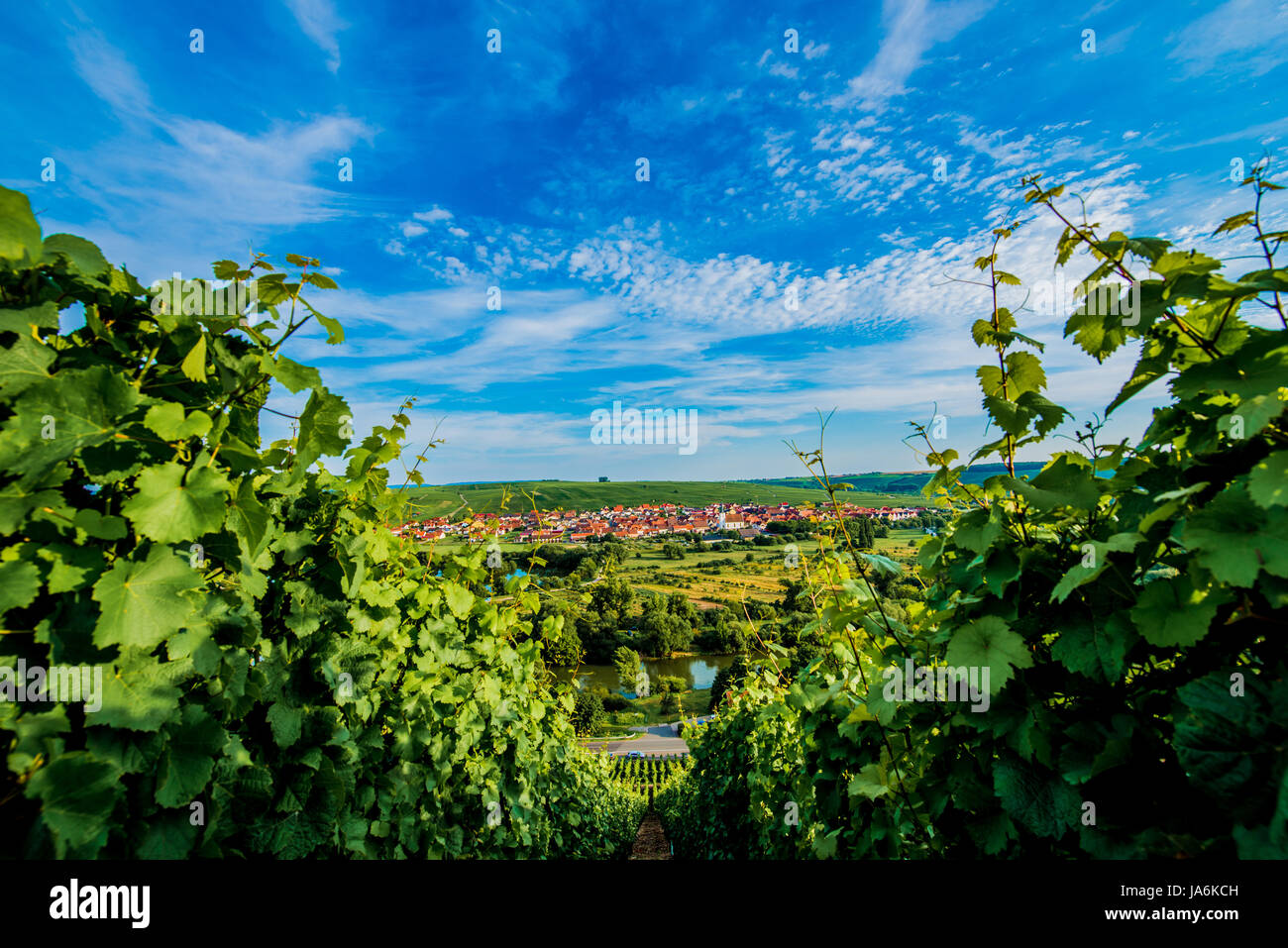 vineyard, viticulture, vine, grape vine, grape-vine, scenery ...