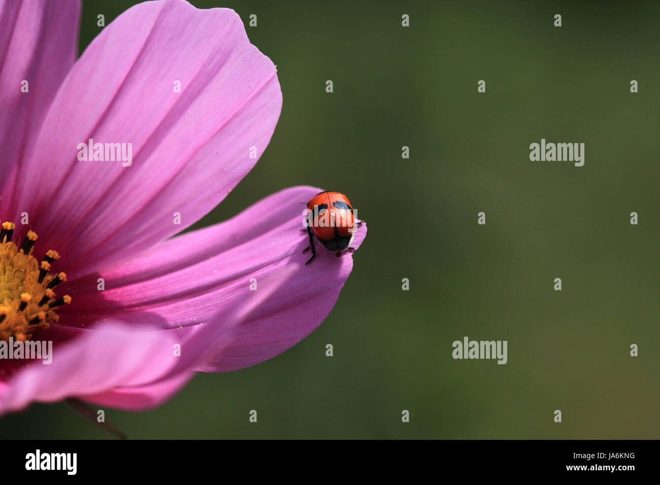 garden, insect, flower, plant, bloom, blossom, flourish, flourishing ...