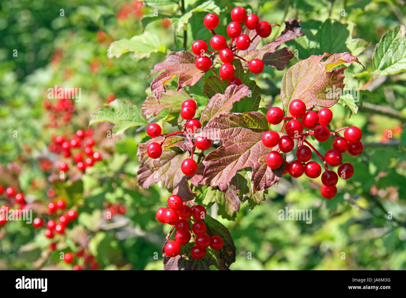 viburnum opulus viburnum opulus Stock Photo - Alamy