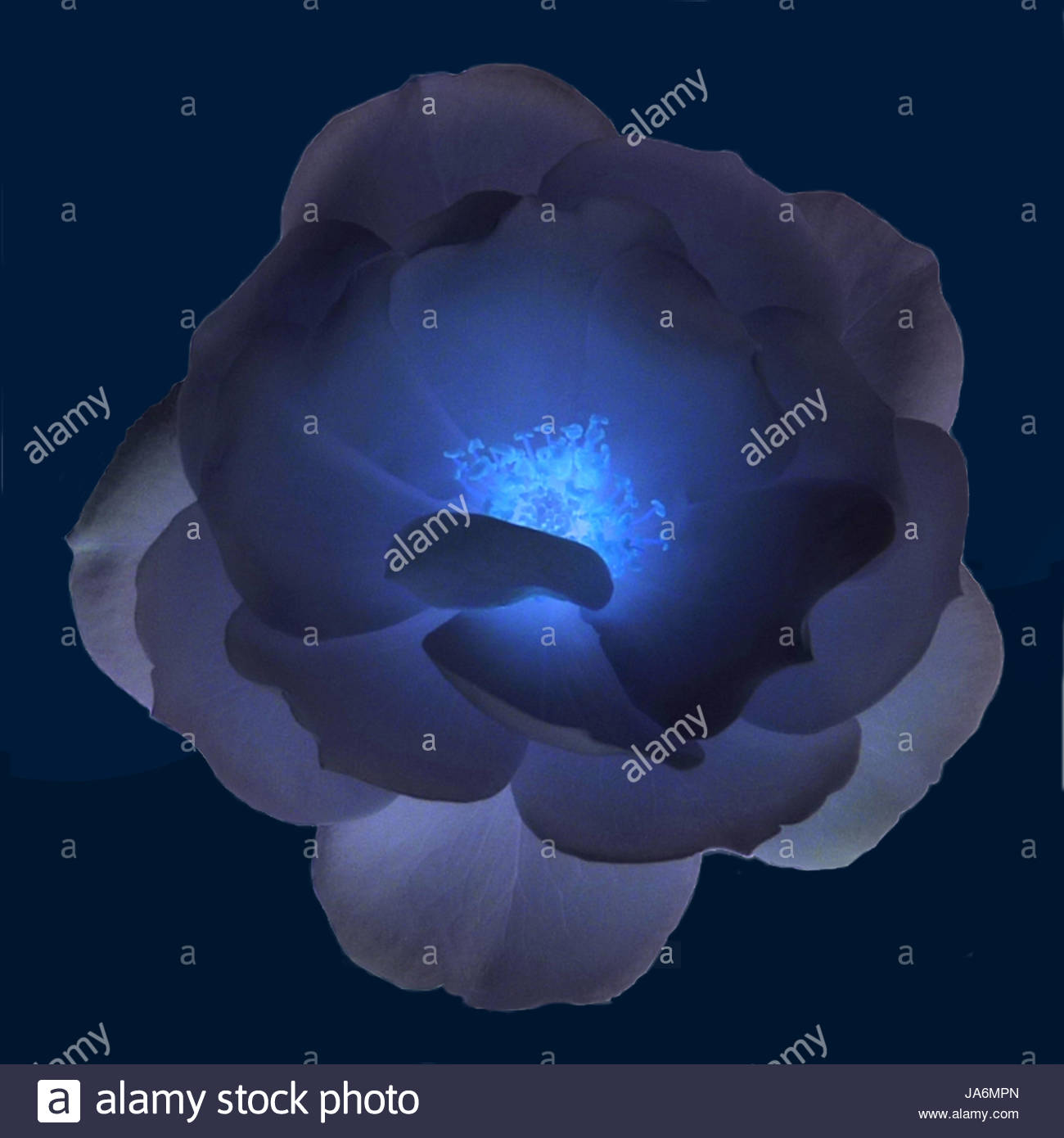 Sympathy Flowers Stock Photos & Sympathy Flowers Stock Images - Alamy