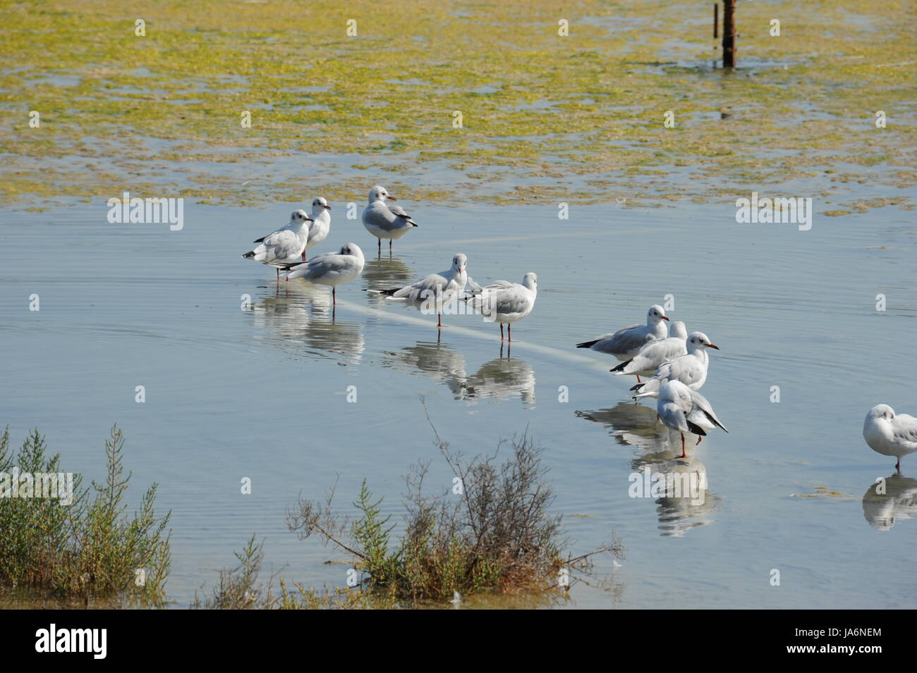spain, water, mediterranean, salt water, sea, ocean, wing, fly, flies ...