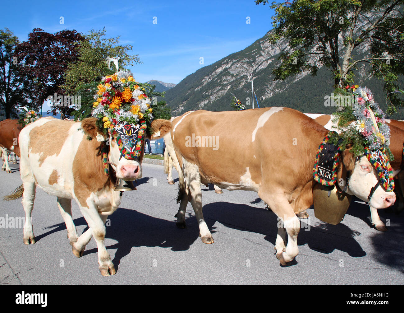 mountains, austrians, austria, cows, salt water, sea, ocean, water ...