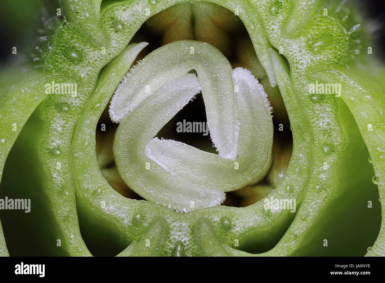 Lily cross section hi-res stock photography and images - Alamy