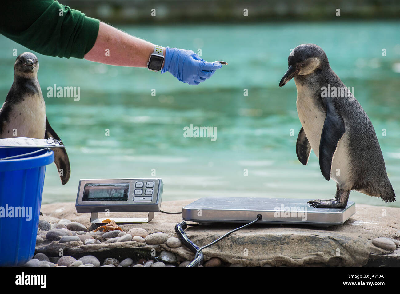 London zoo fish hi-res stock photography and images - Alamy