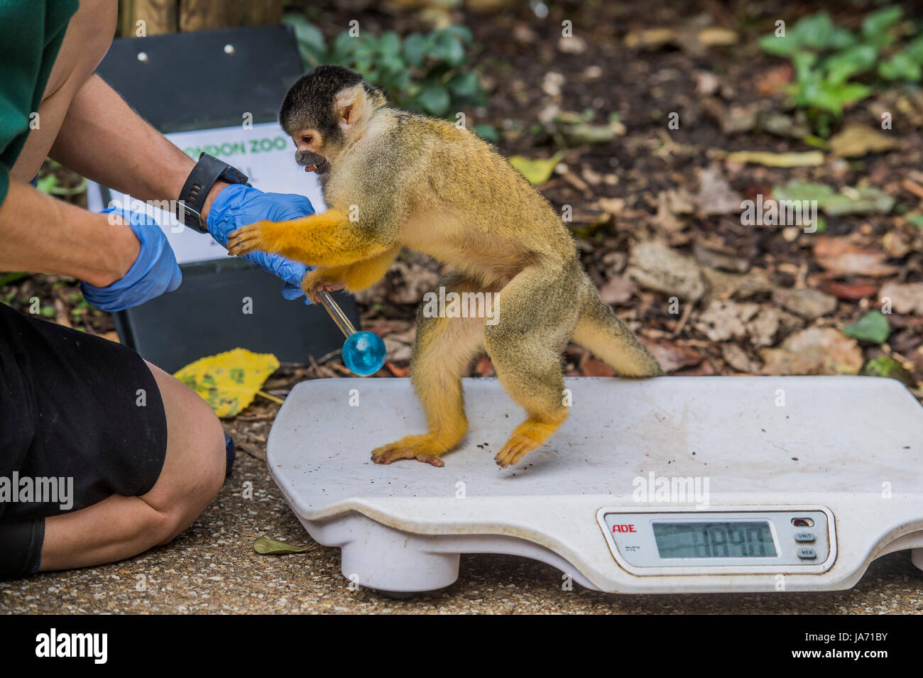 Squirrel monkees hi-res stock photography and images - Alamy