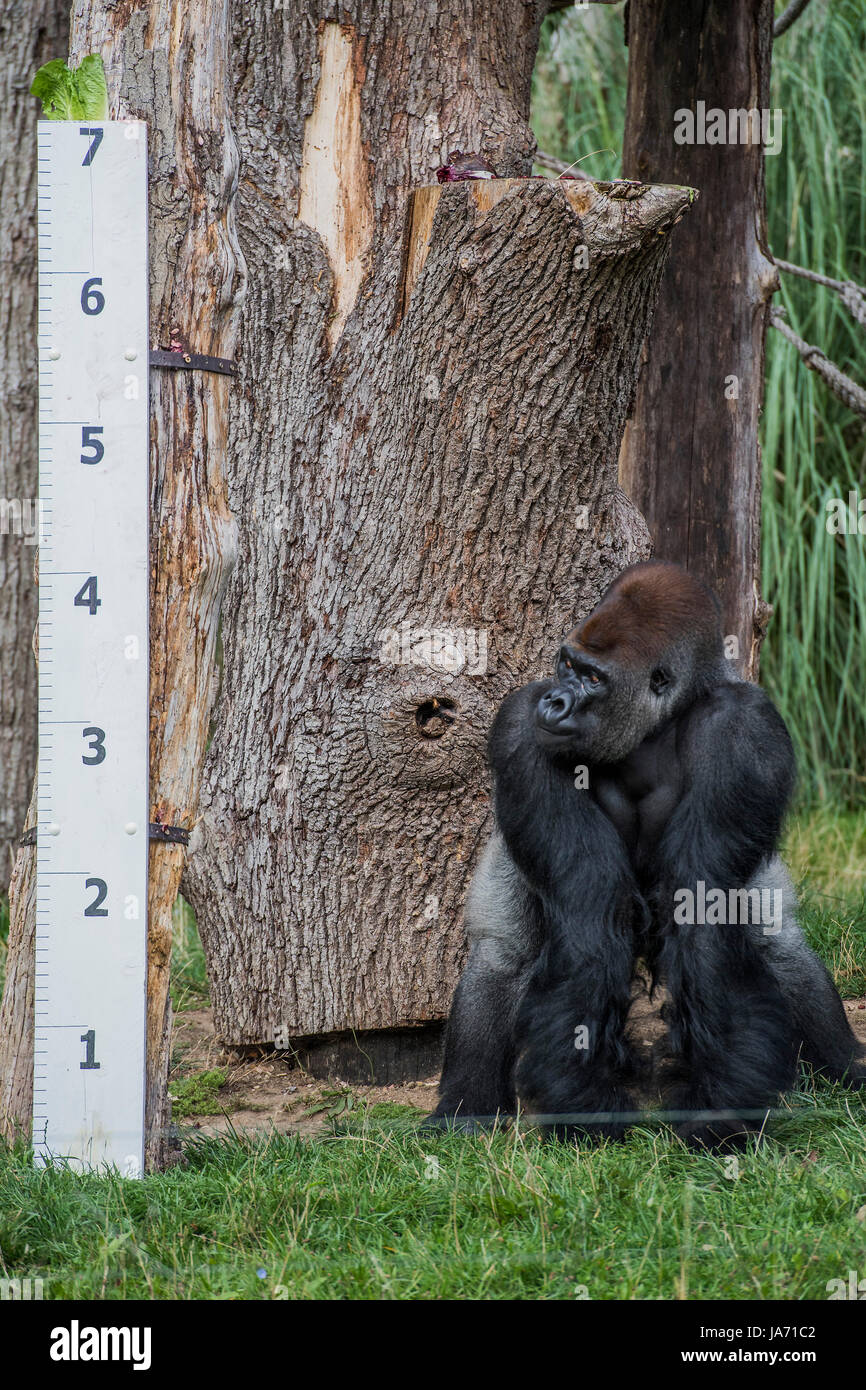 Guy the gorilla london zoo hi-res stock photography and images - Alamy