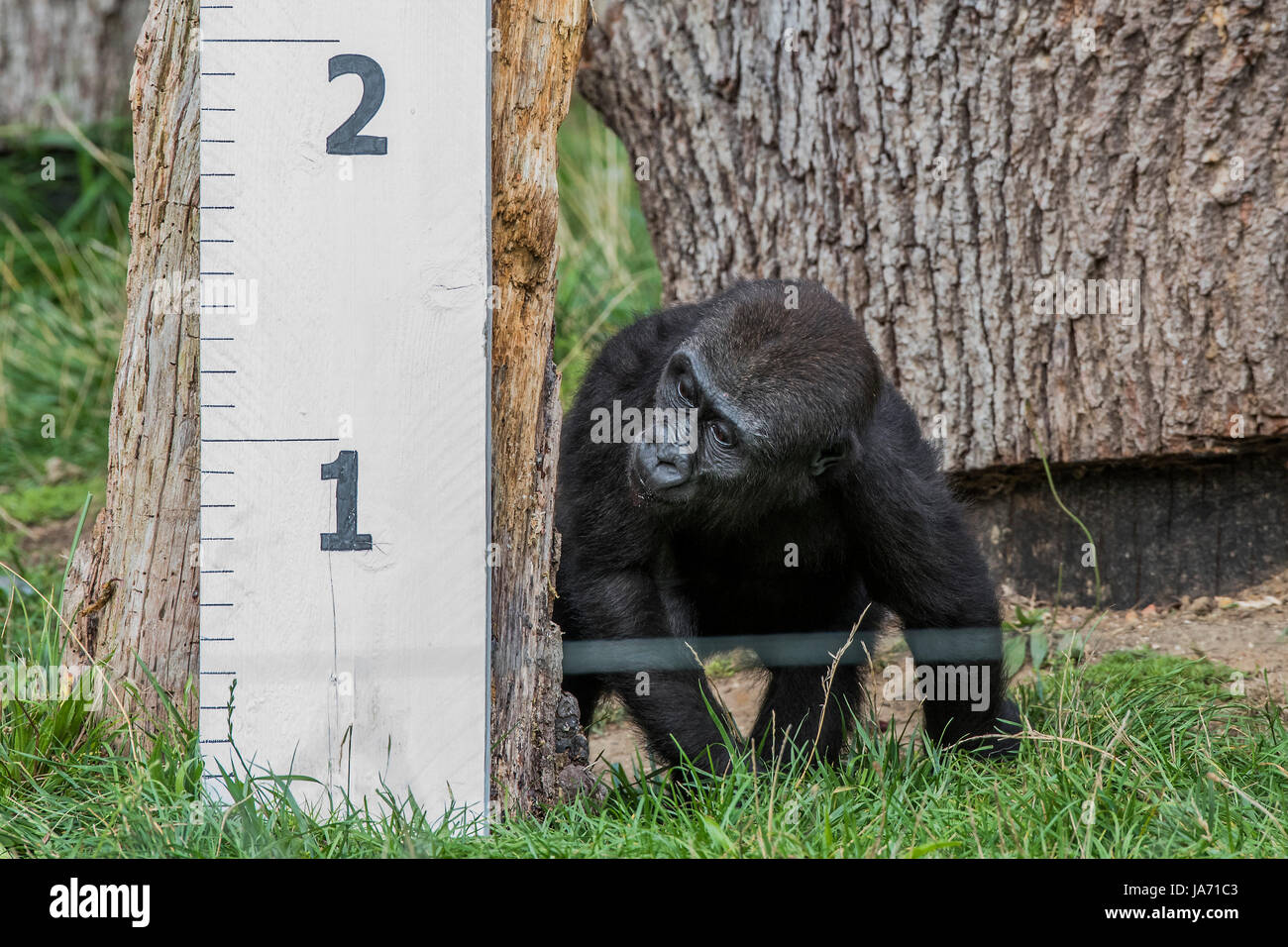 Guy the gorilla london zoo hi-res stock photography and images - Alamy