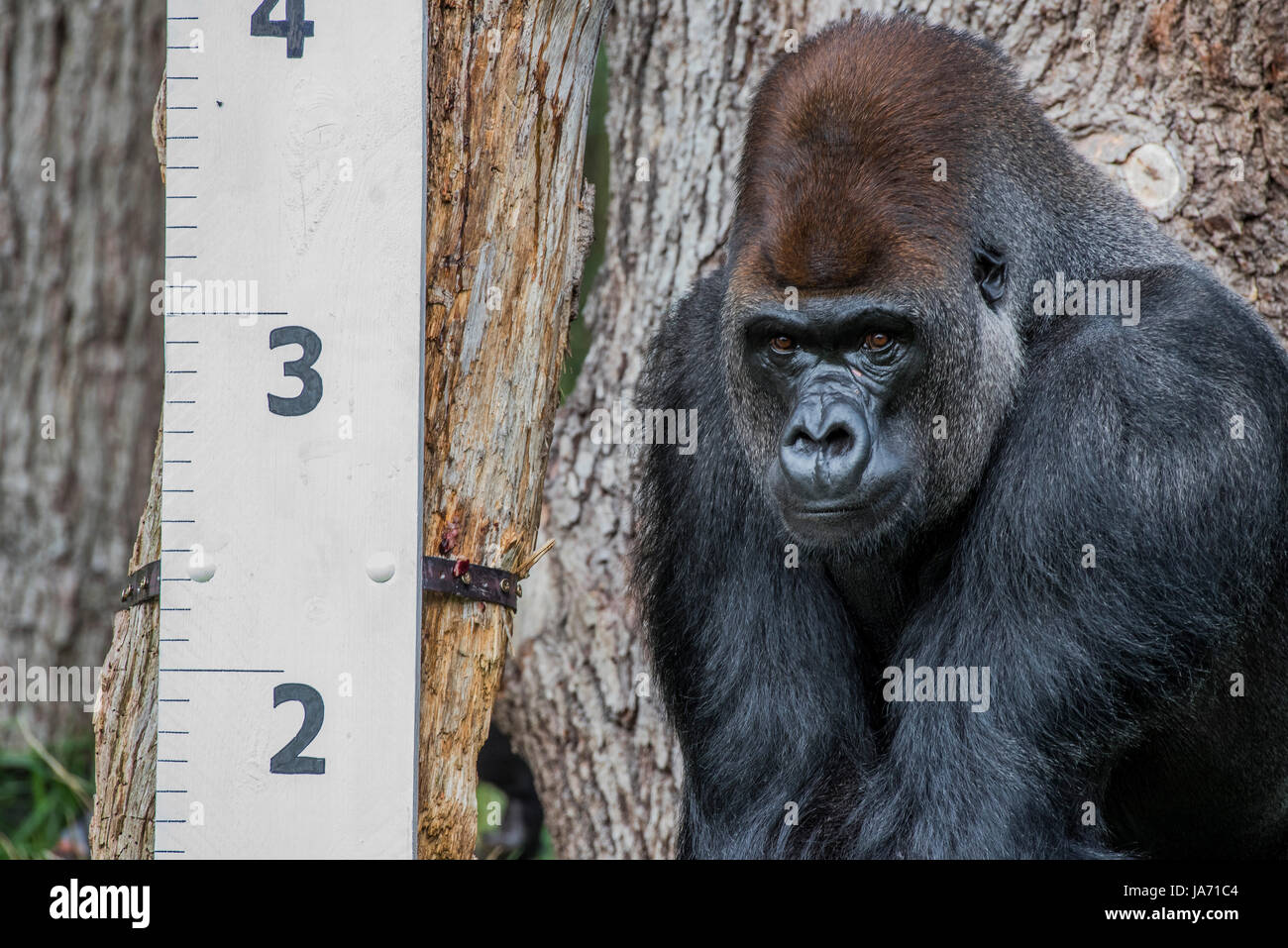 Guy the gorilla london zoo hi-res stock photography and images - Alamy