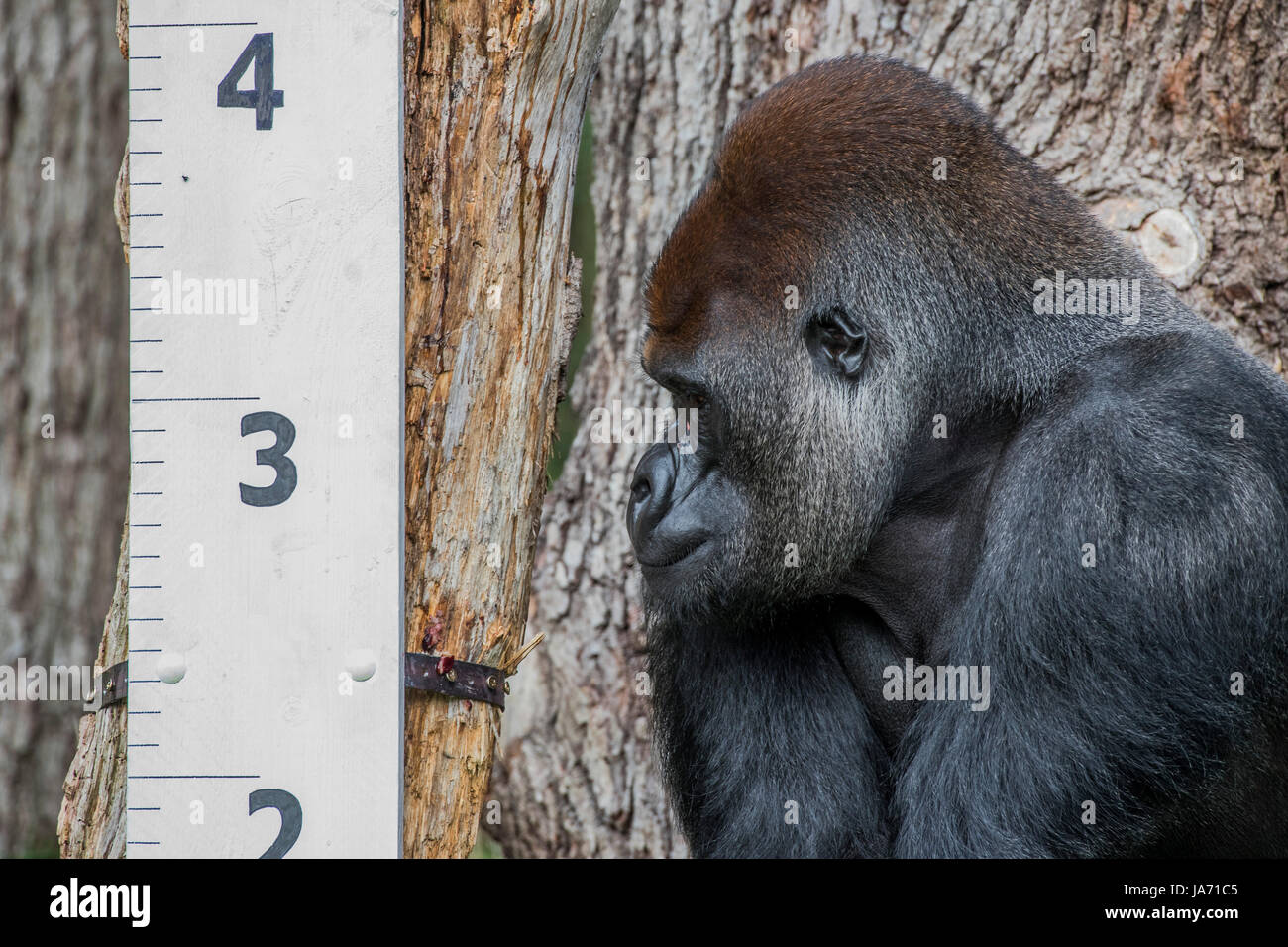Guy the gorilla london zoo hi-res stock photography and images - Alamy
