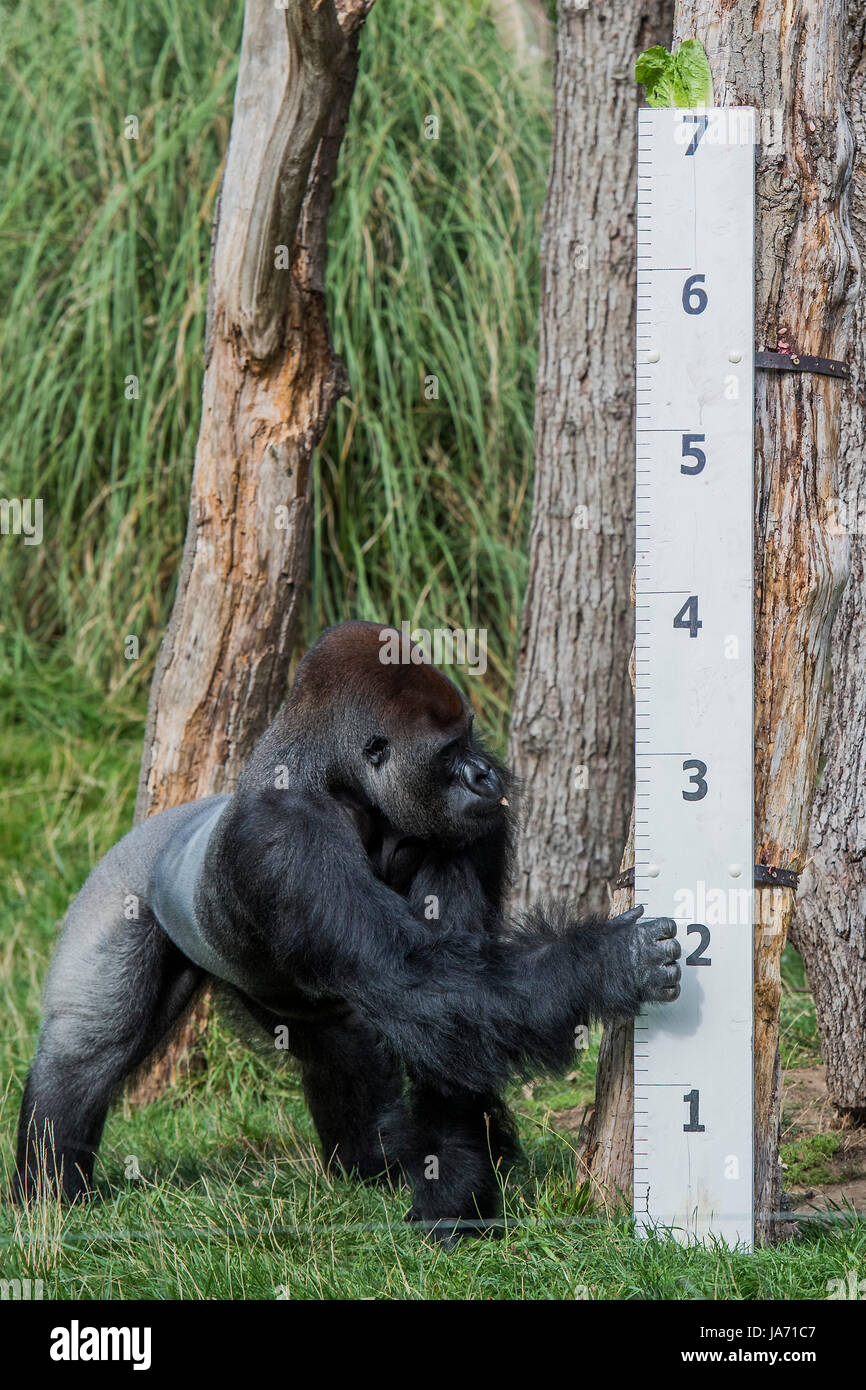 Guy the gorilla london zoo hi-res stock photography and images - Alamy