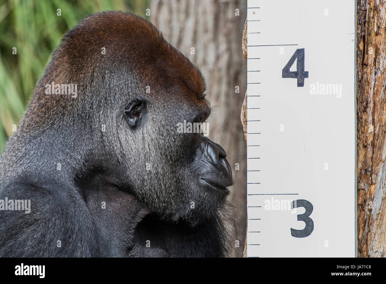 Guy the gorilla london zoo hi-res stock photography and images - Alamy