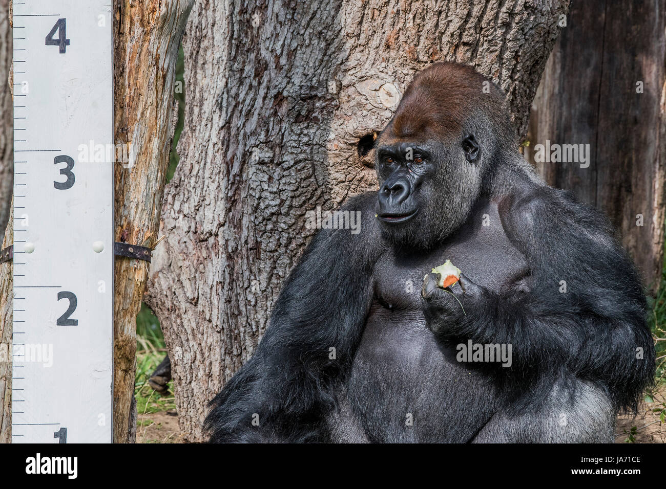 Guy the gorilla london zoo hi-res stock photography and images - Alamy