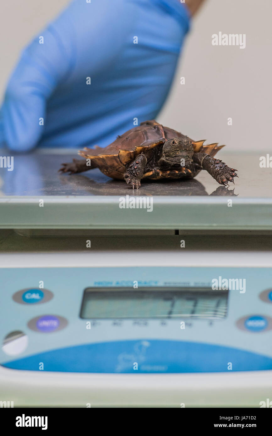 London, UK. 24th August, 2017. A spiny hill turtle on some scales - The ...