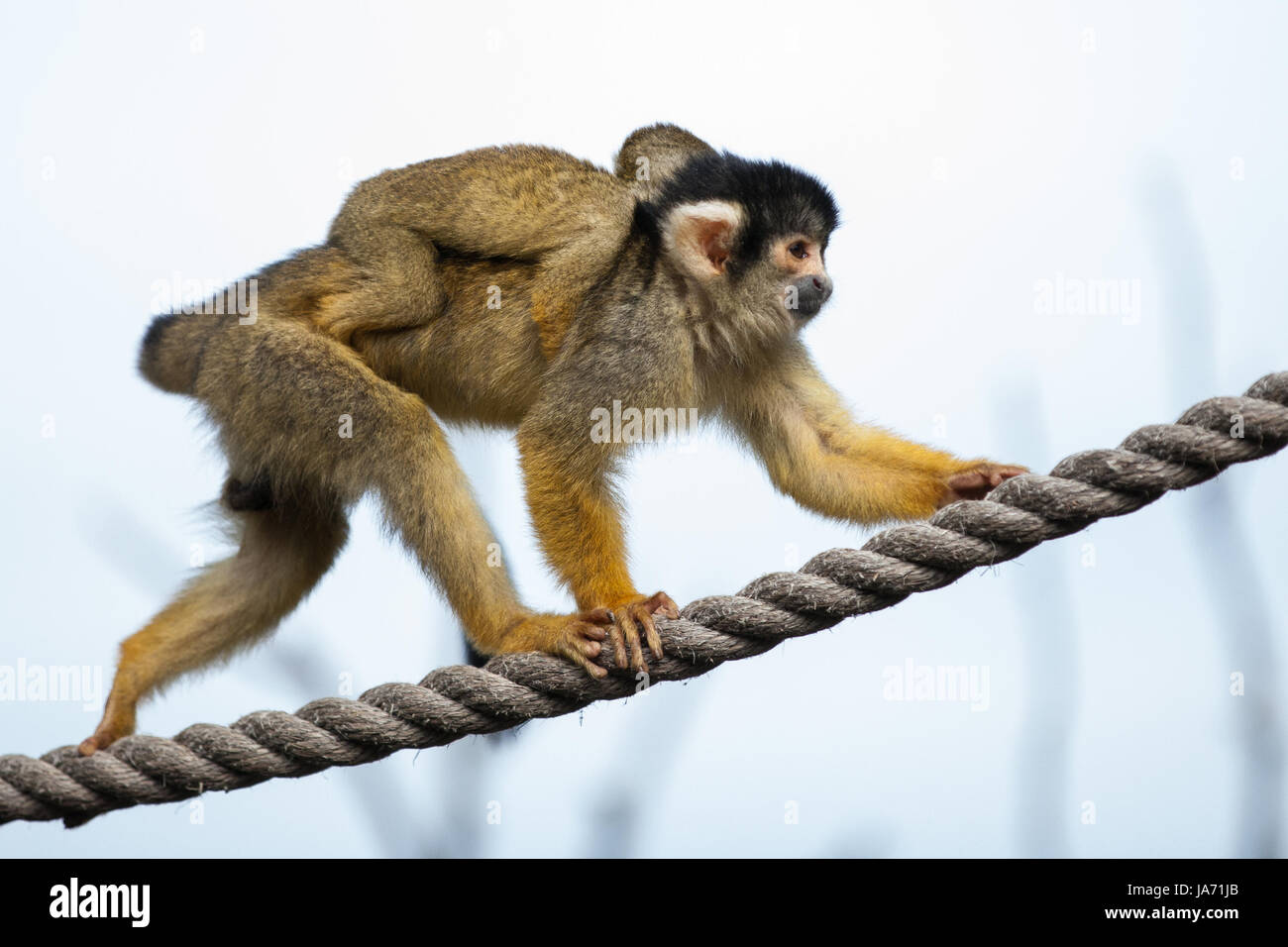 London, UK. 24th August, 2017. A female squirrel monkey carries her ...