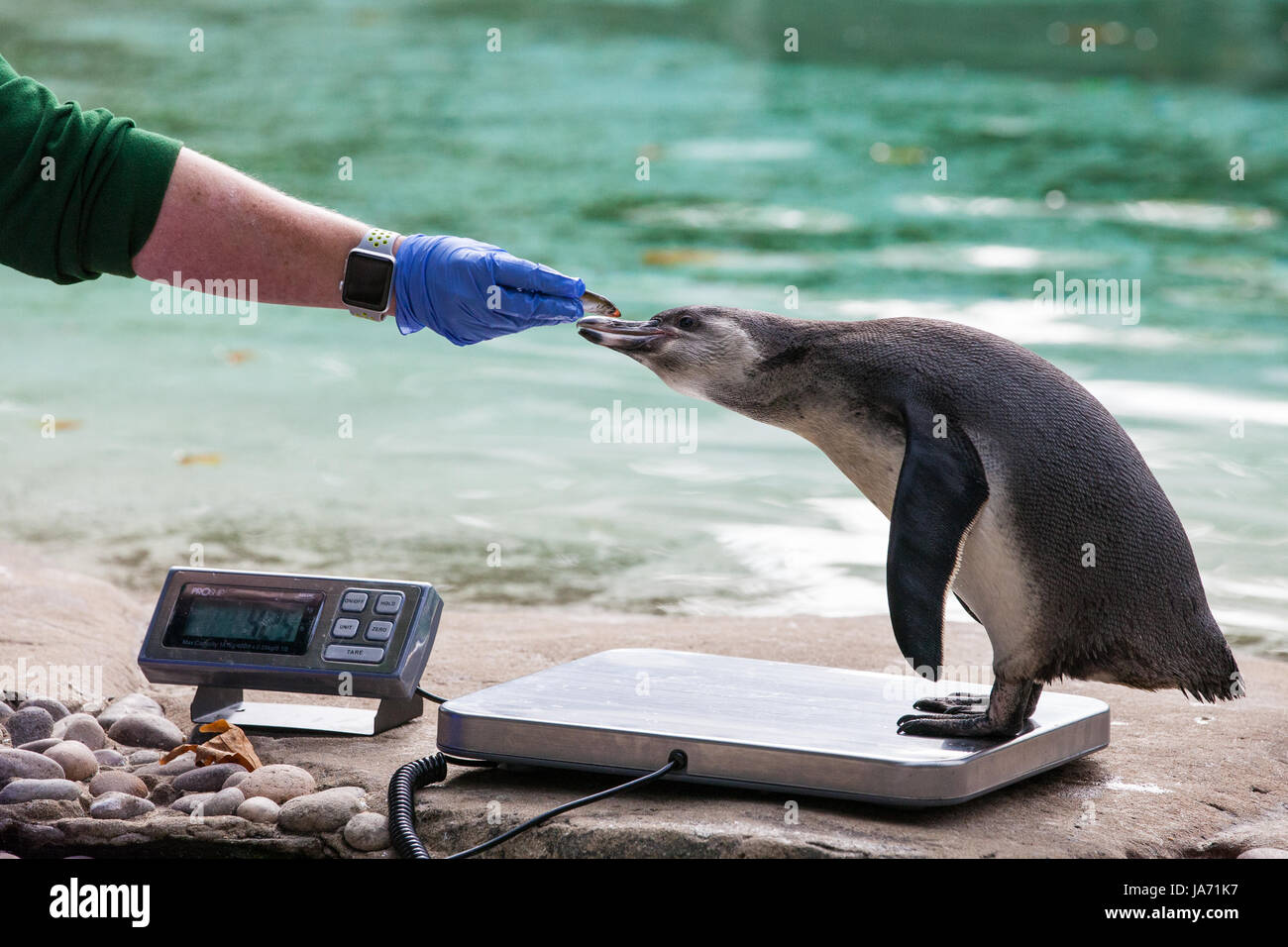 Records animals vital statistics at zsl london zoo hi-res stock ...