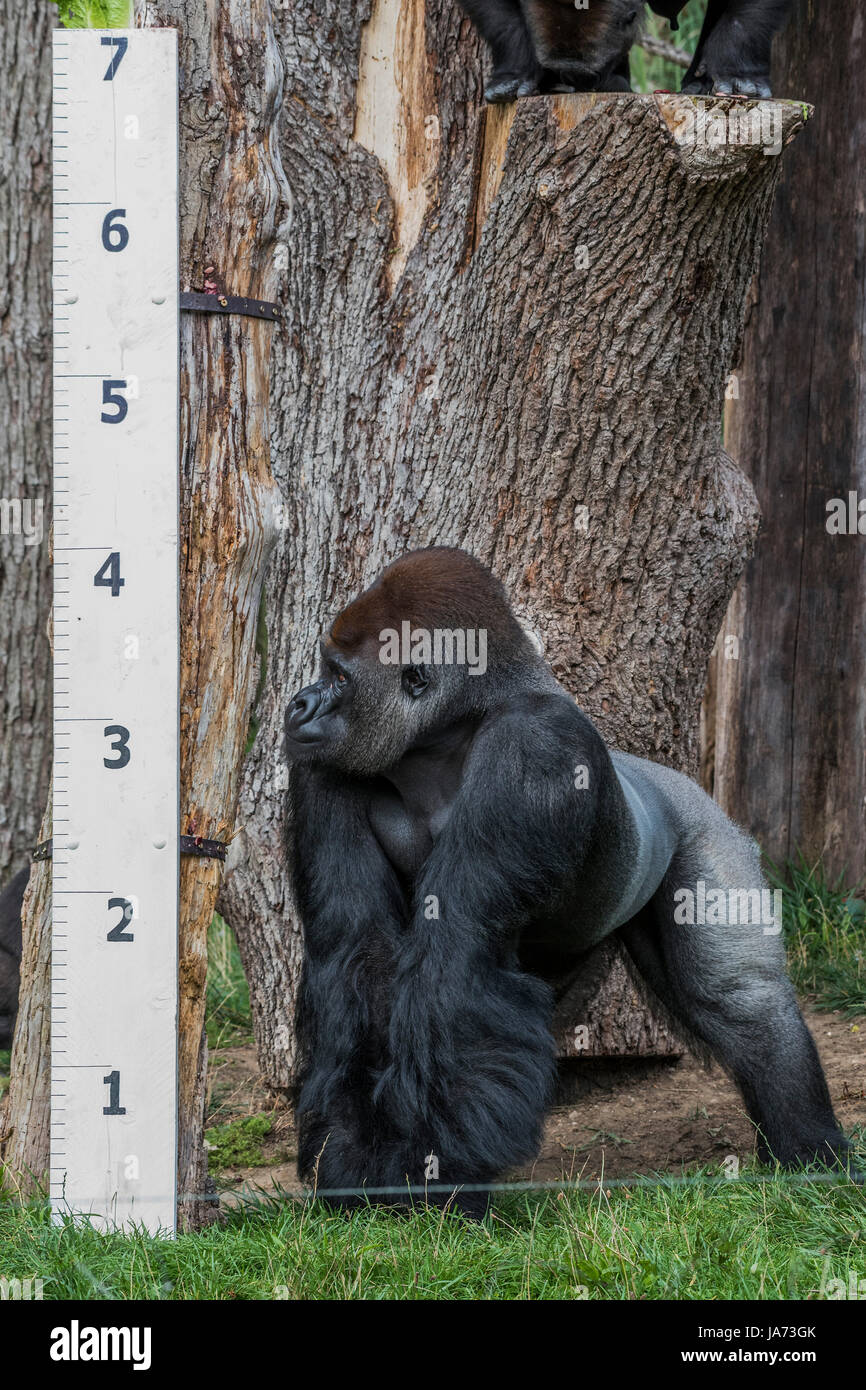 London, UK. 24th August, 2017. Gorillas height is checked with a giant ...