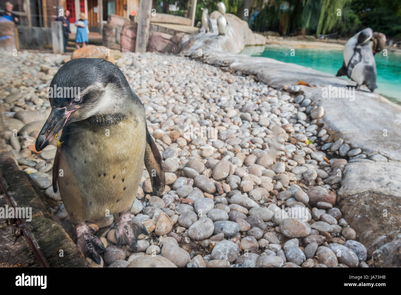 Penguins pool zoo hi-res stock photography and images - Alamy