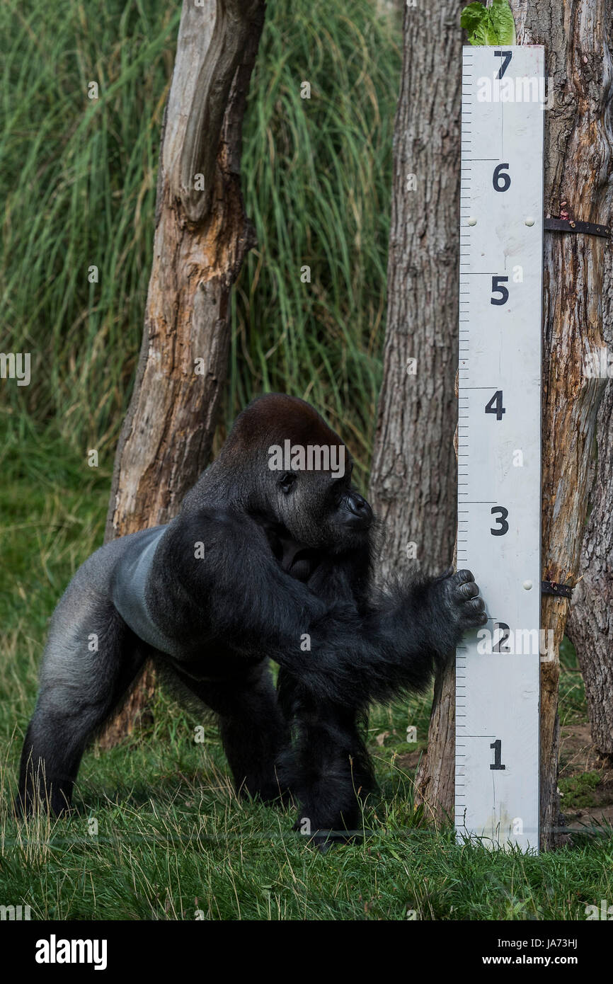 London, UK. 24th August, 2017. Gorillas height is checked with a giant ...